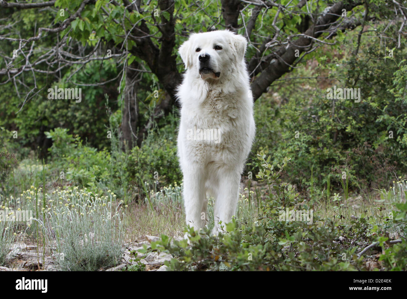 Tatra mountains shepherds dog hi-res stock photography and images - Alamy