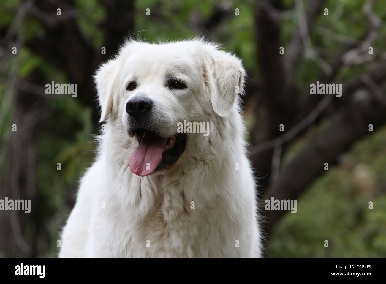 Polish shepherd podhale dog hi-res stock photography and images - Alamy