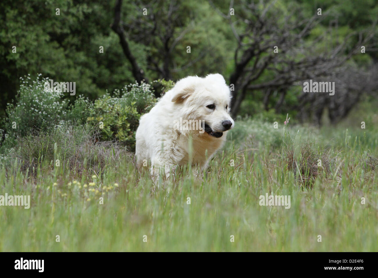 Sheeps and sheepdog in nature High Resolution Stock Photography and ...