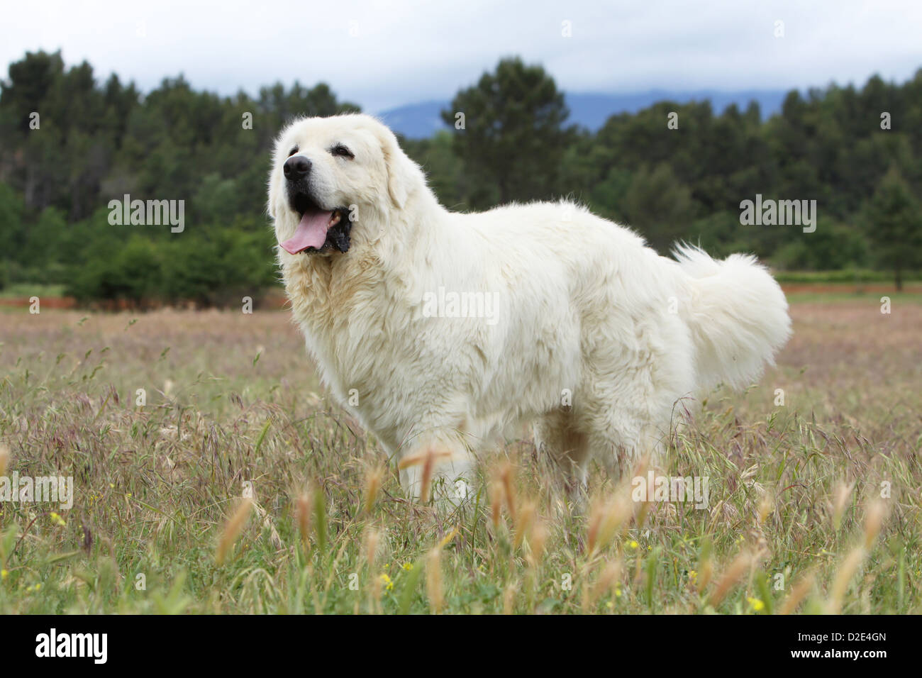 Tatra mountains shepherds dog hi-res stock photography and images - Alamy