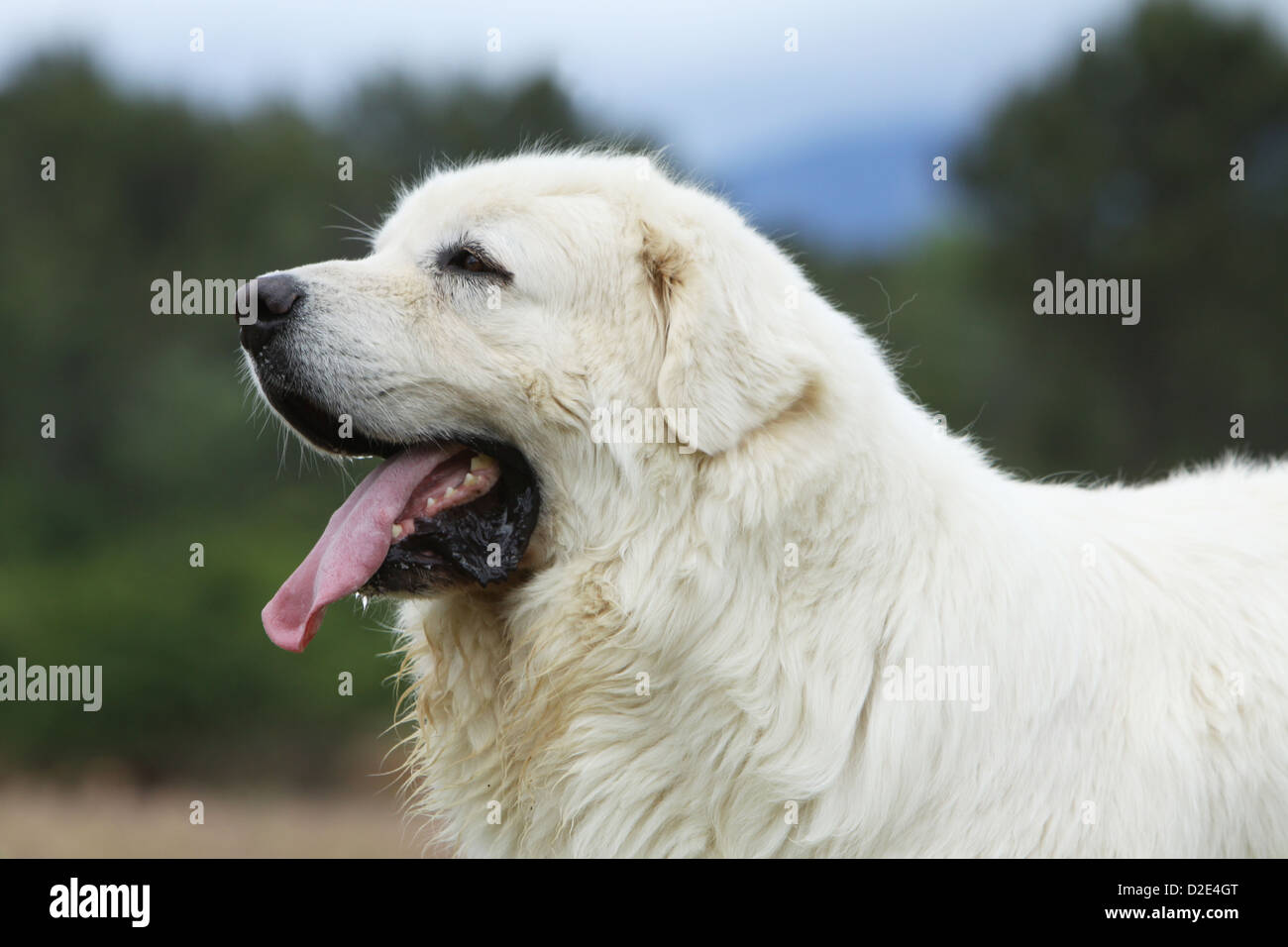 Can A Polish Tatra Sheepdog Live In Netherlands