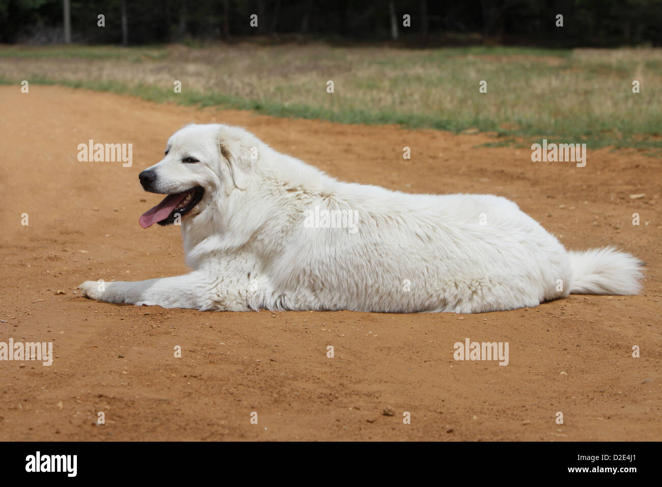 Dog Polish Tatra Sheepdog / Tatra Mountain Sheepdog / Podhale adult ...