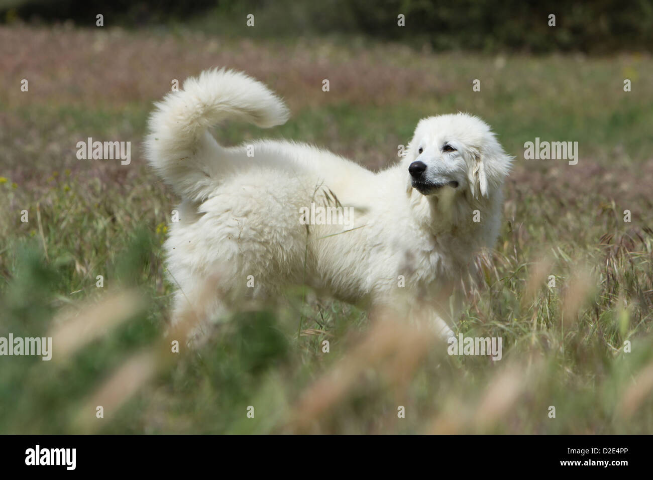 Dog Polish Tatra Sheepdog / Tatra Mountain Sheepdog / Podhale puppy ...