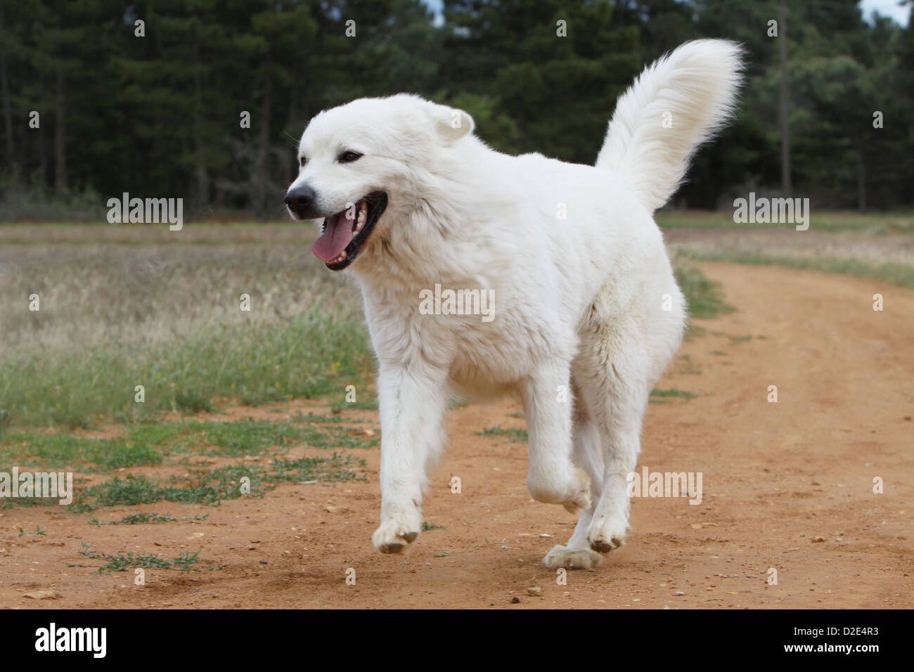 Tatra mountains shepherds dog hi-res stock photography and images - Alamy