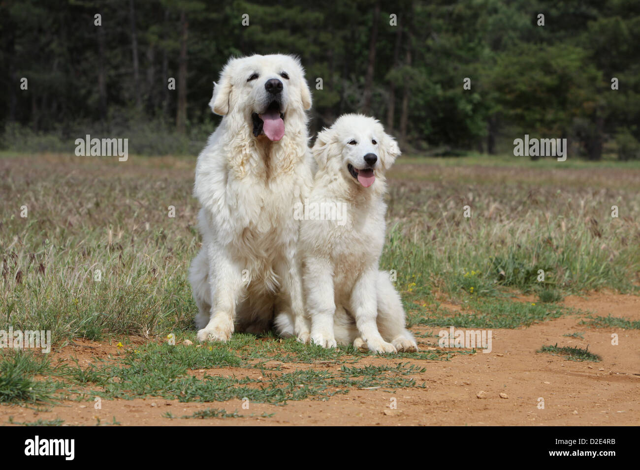 Dog Polish Tatra Sheepdog / Tatra Mountain Sheepdog / Podhale adult and ...