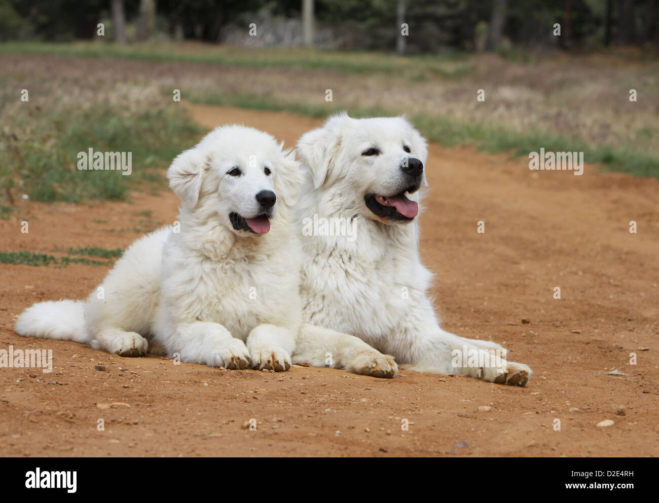 Dog Polish Tatra Sheepdog / Tatra Mountain Sheepdog / Podhale adult and ...