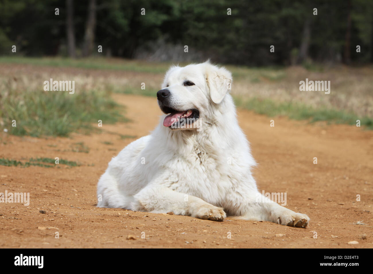 Tatra mountains shepherds dog hi-res stock photography and images - Alamy