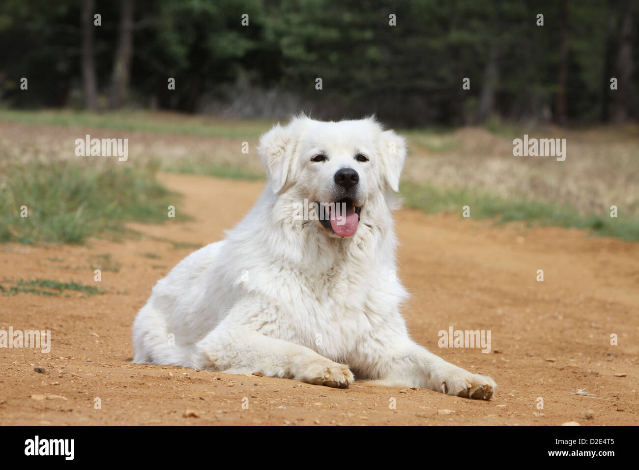 Dog Polish Tatra Sheepdog / Tatra Mountain Sheepdog / Podhale adult ...