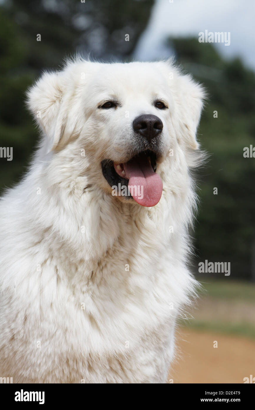 Tatra dog sheep hi-res stock photography and images - Alamy