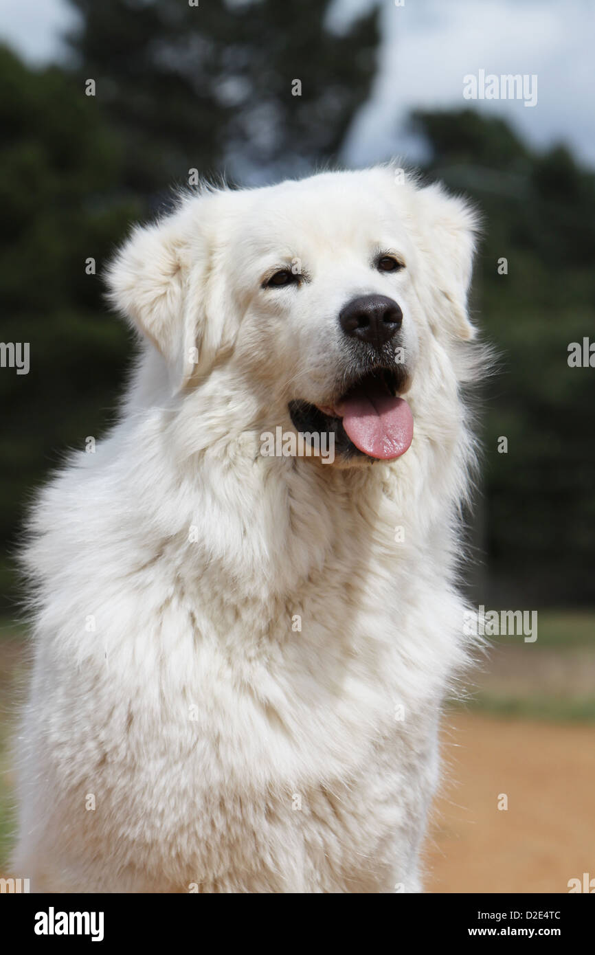 Tatra mountains shepherds dog hi-res stock photography and images - Alamy