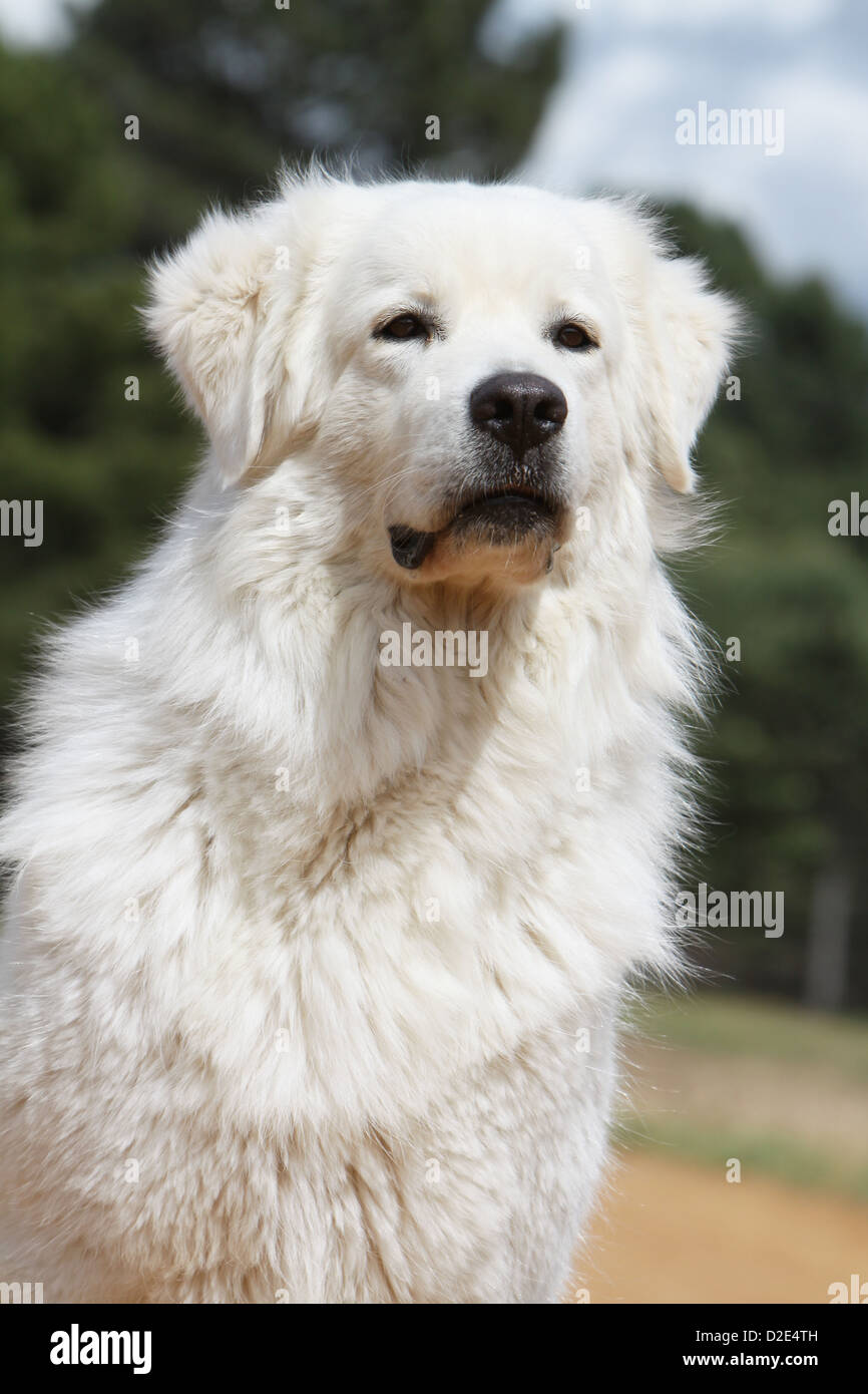 Tatra mountains shepherds dog hi-res stock photography and images - Alamy