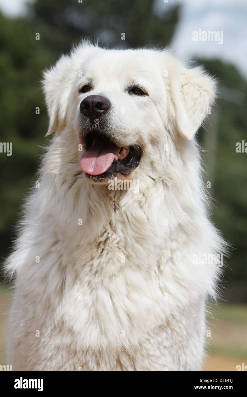 Polish shepherd podhale dog hi-res stock photography and images - Alamy