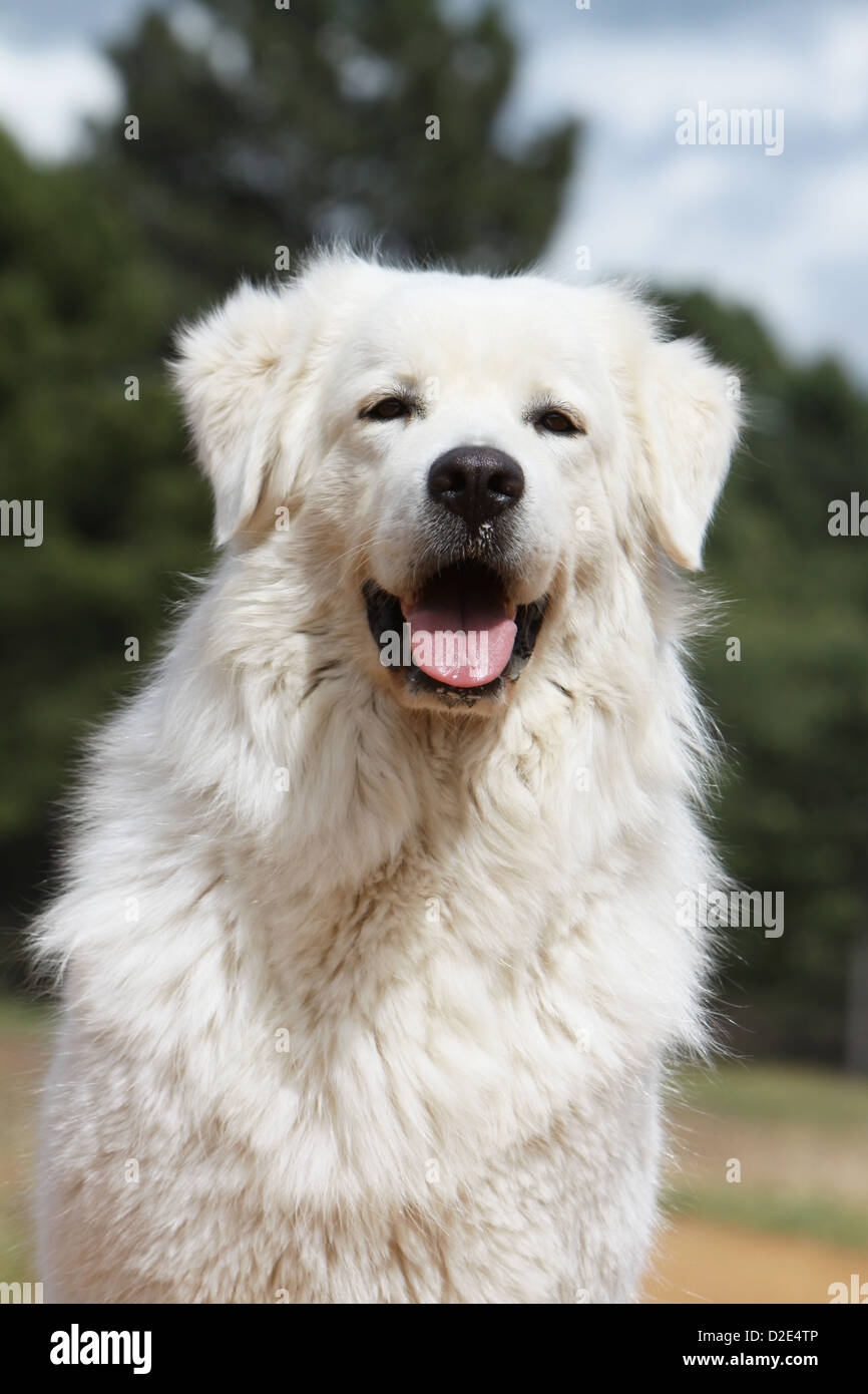 Tatra mountains shepherds dog hi-res stock photography and images - Alamy