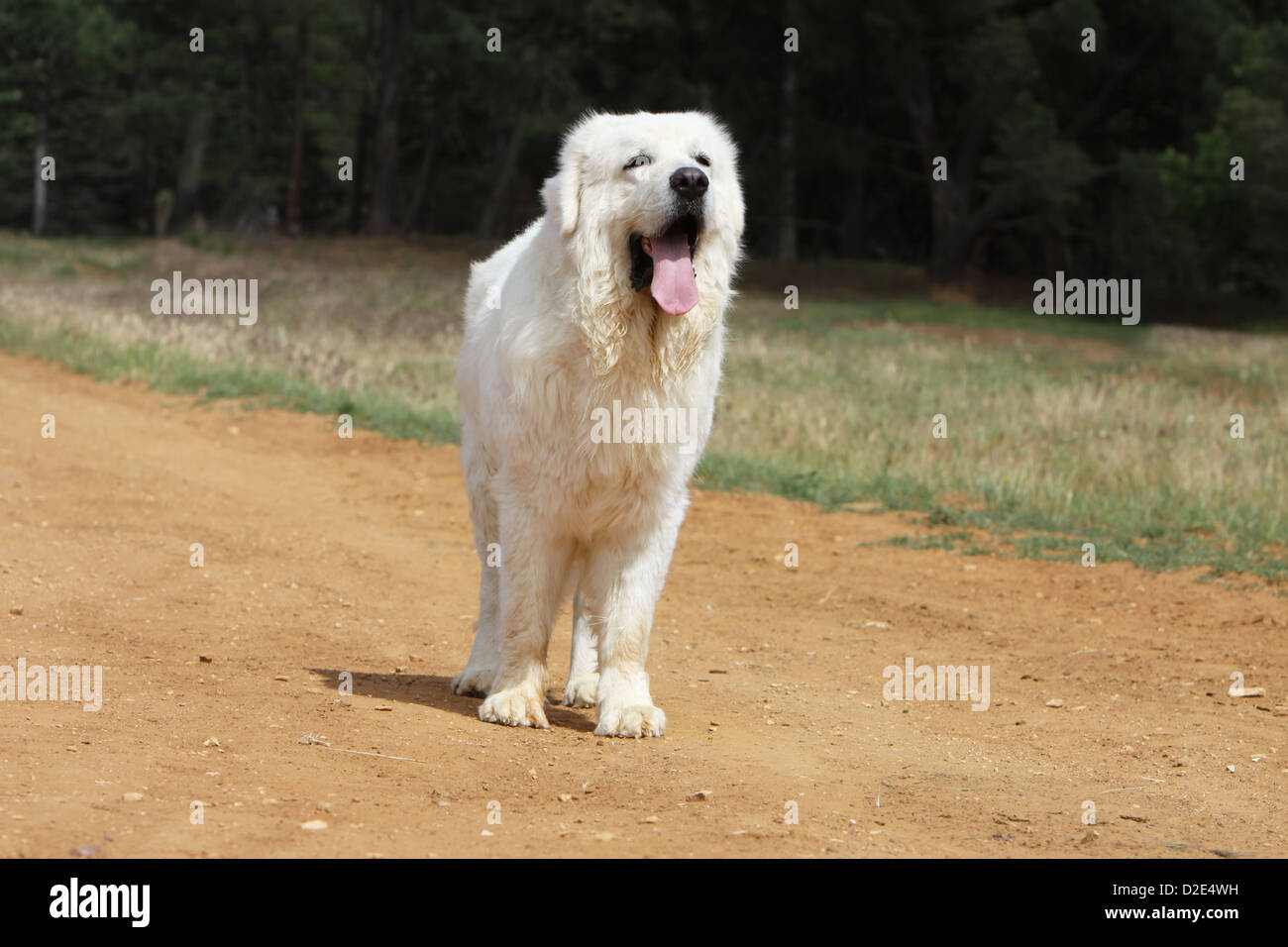 Polish shepherd podhale dog hi-res stock photography and images - Alamy
