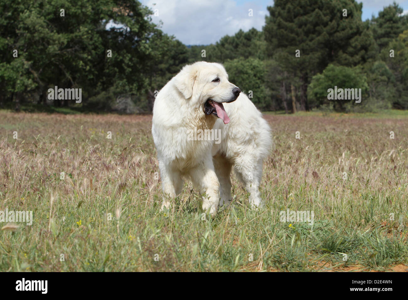 Sheeps and sheepdog in nature hi-res stock photography and images - Alamy
