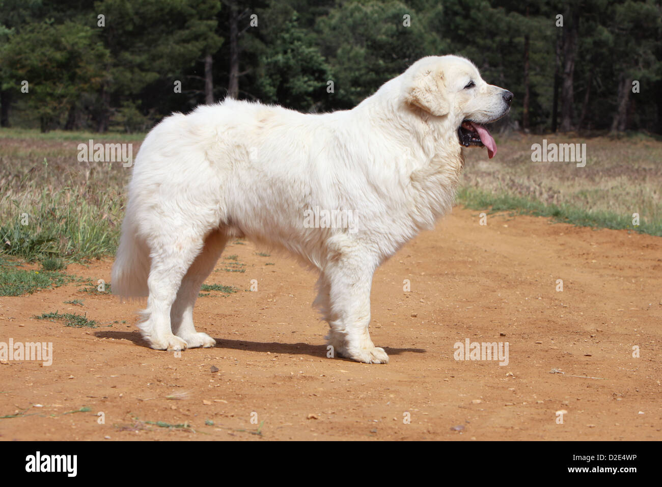 Standard podhale shepherd hi-res stock photography and images - Alamy