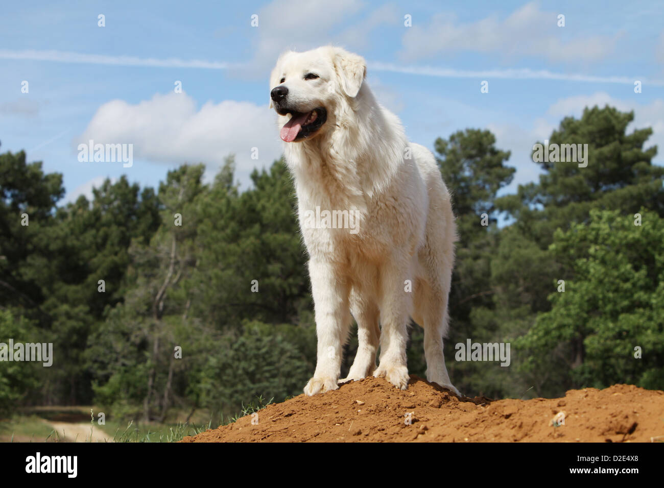 Tatra mountains shepherds dog hi-res stock photography and images - Alamy