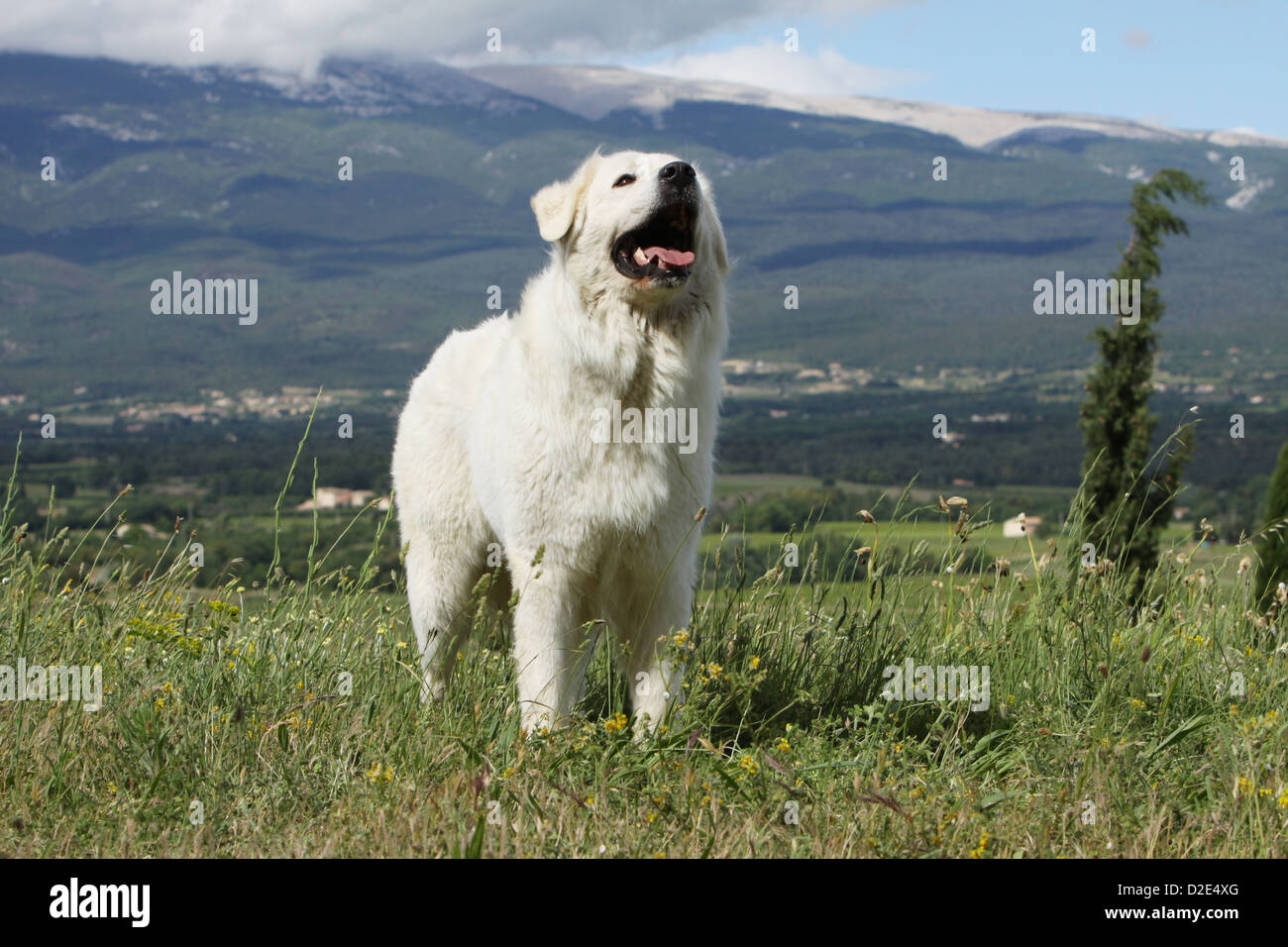 Dog Polish Tatra Sheepdog / Tatra Mountain Sheepdog / Podhale adult ...