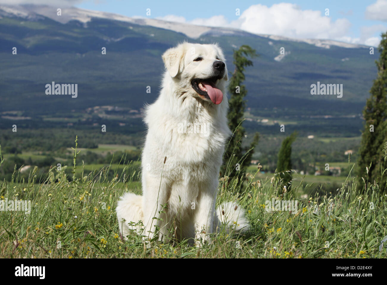 Sheeps and sheepdog in nature hi-res stock photography and images - Alamy