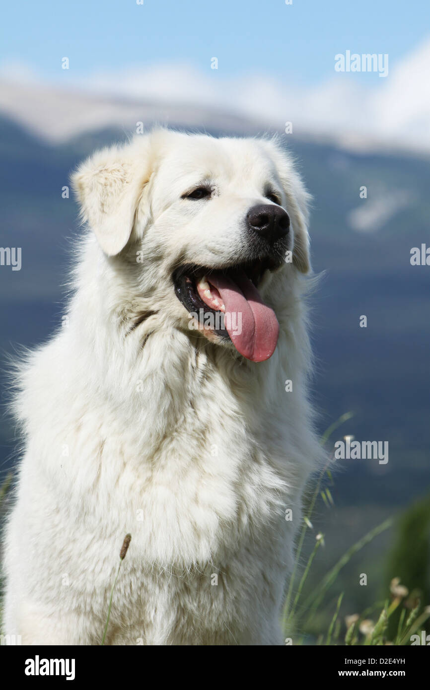 Tatra mountains shepherds dog hi-res stock photography and images - Alamy