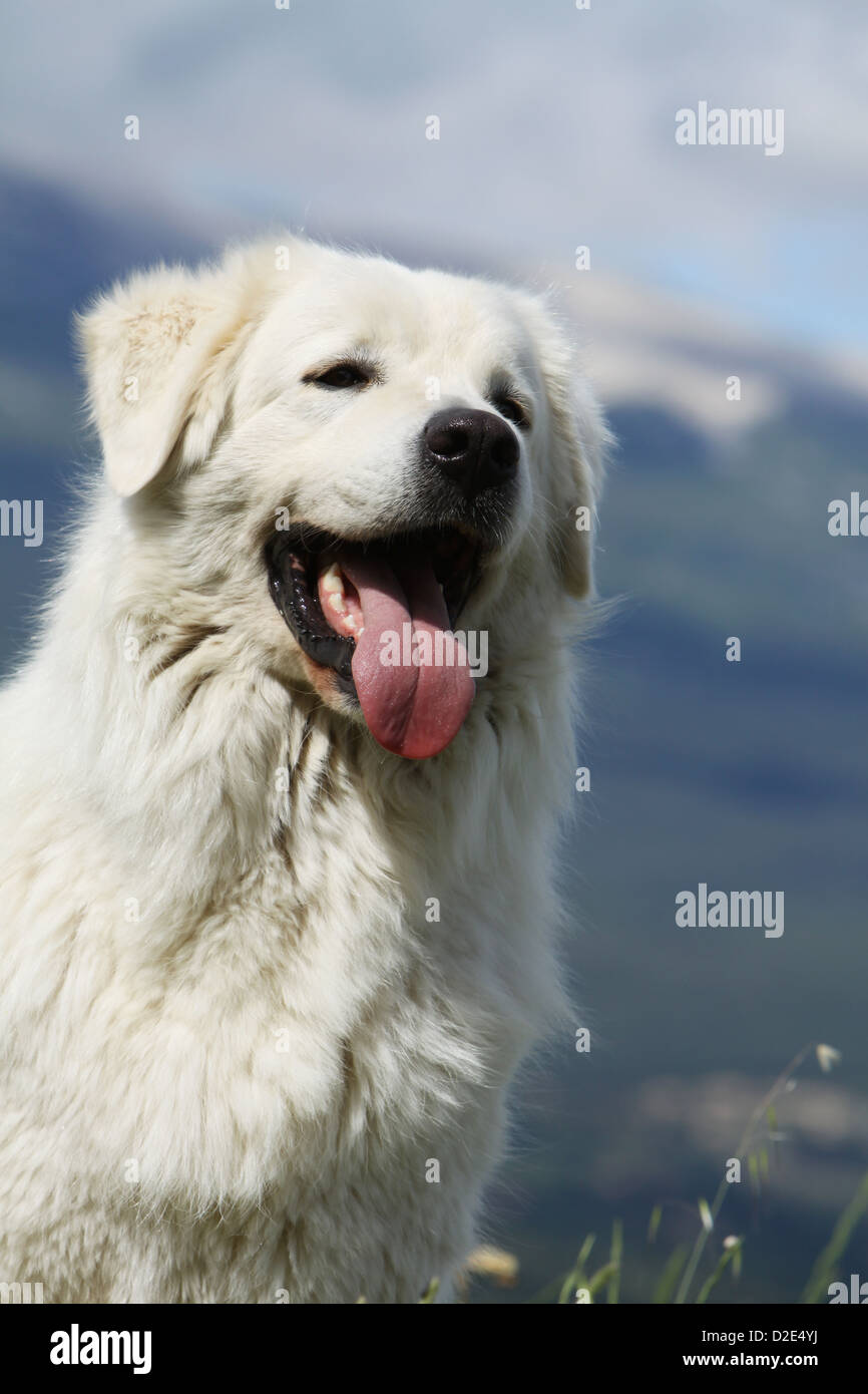 Tatra mountains shepherds dog hi-res stock photography and images - Alamy