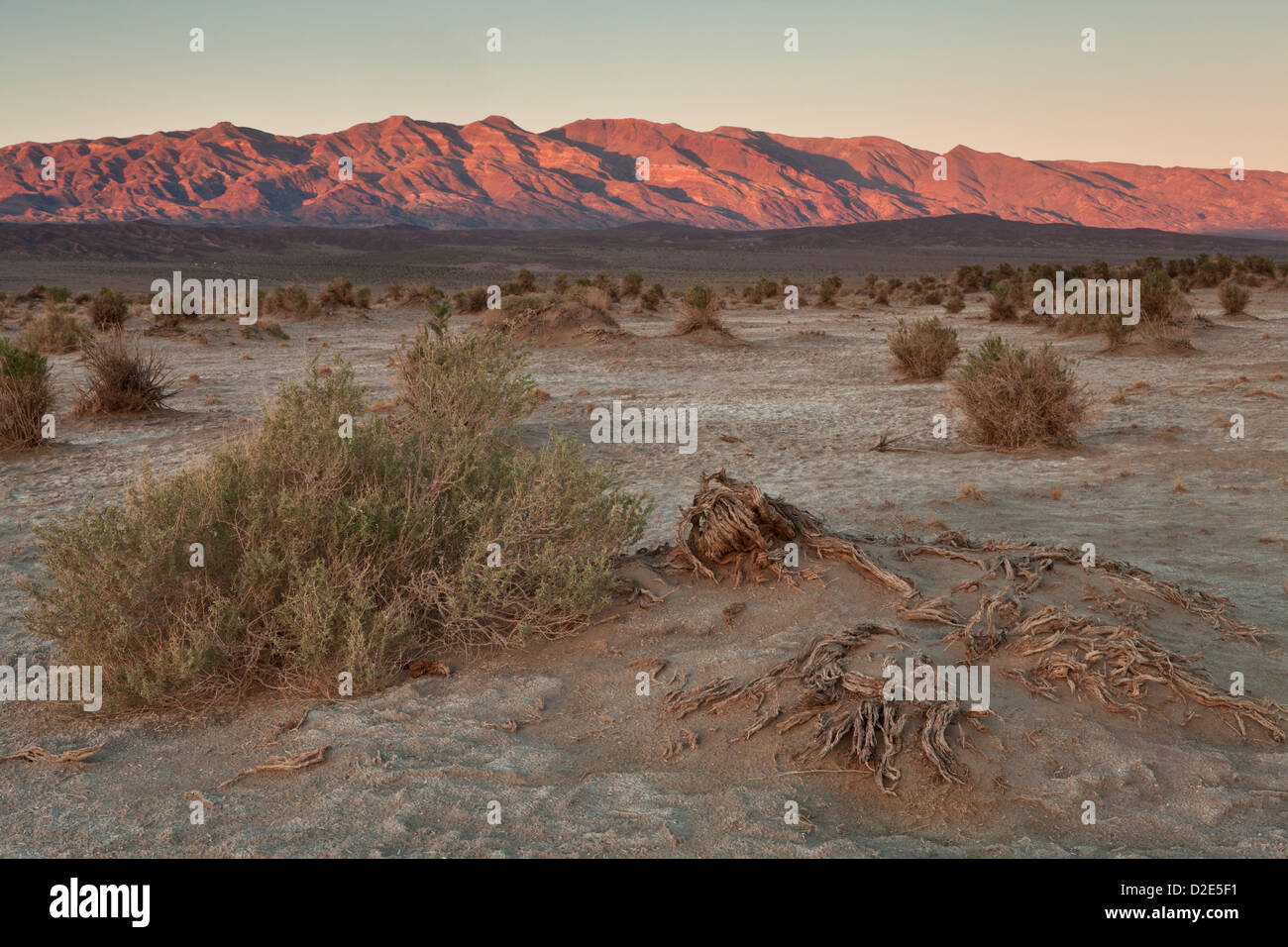 Kit fox mojave hi-res stock photography and images - Alamy