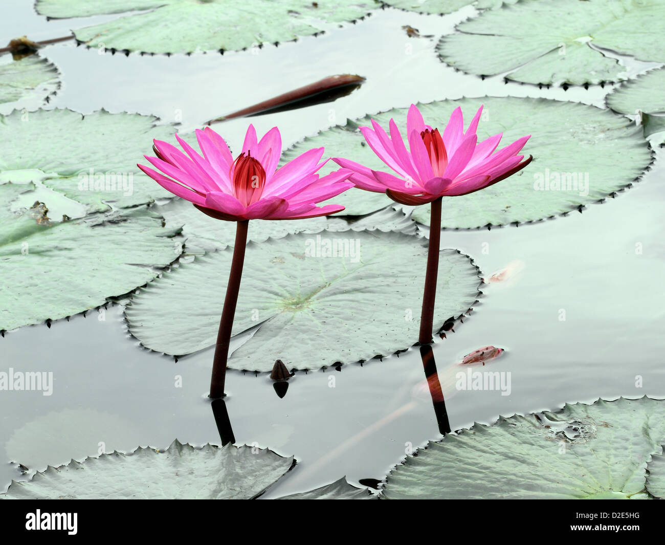 two pInk lotus on the river Stock Photo - Alamy