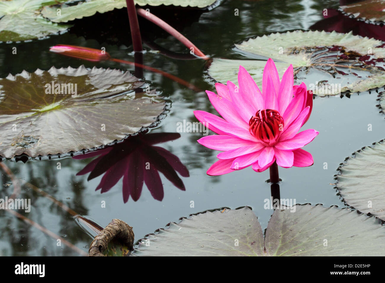 pInk lotus on the river Stock Photo - Alamy