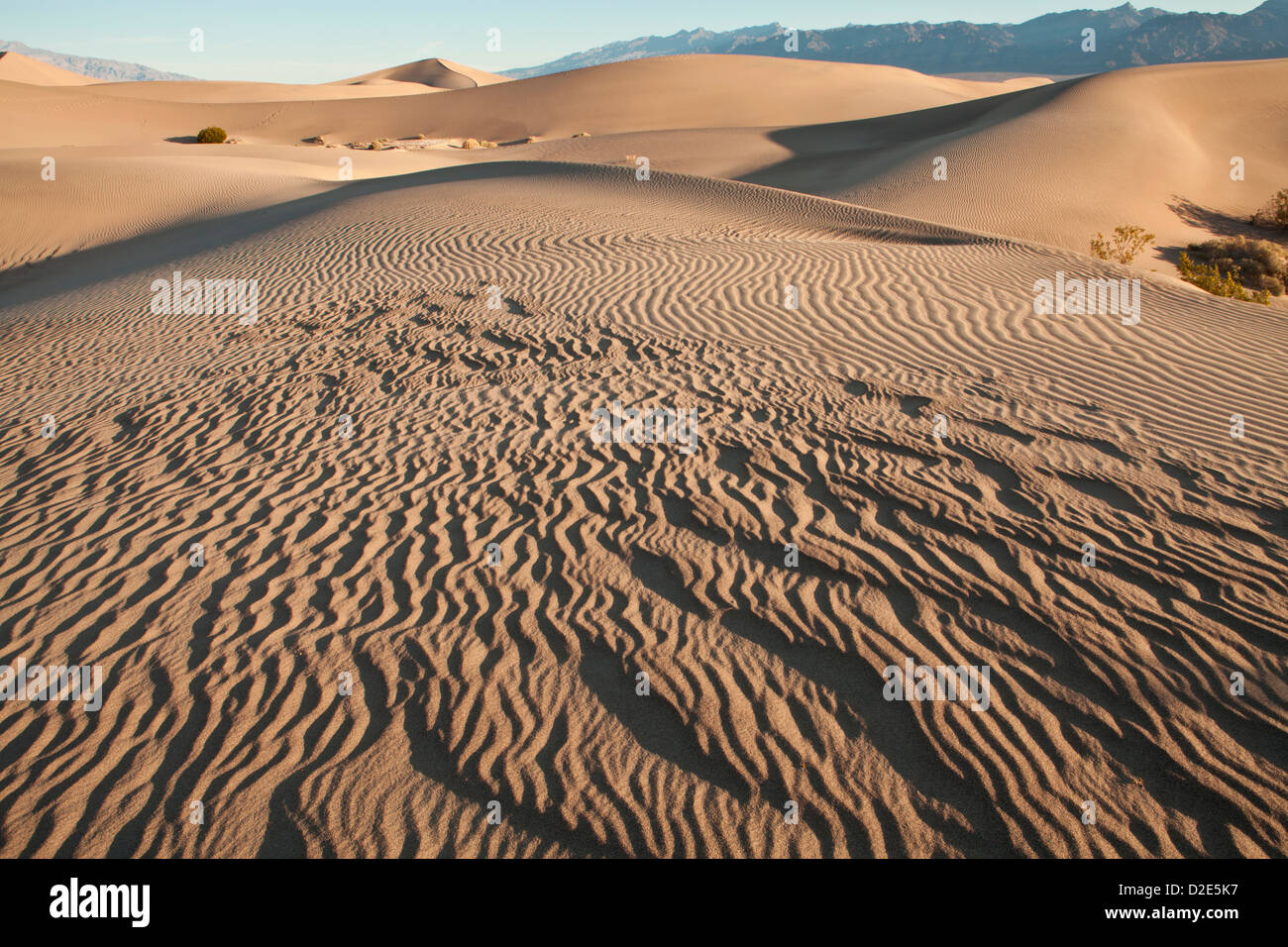 Kit Fox Death Valley at Ronald Roe blog