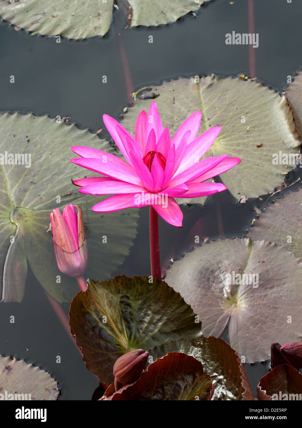 pInk lotus on the river Stock Photo - Alamy