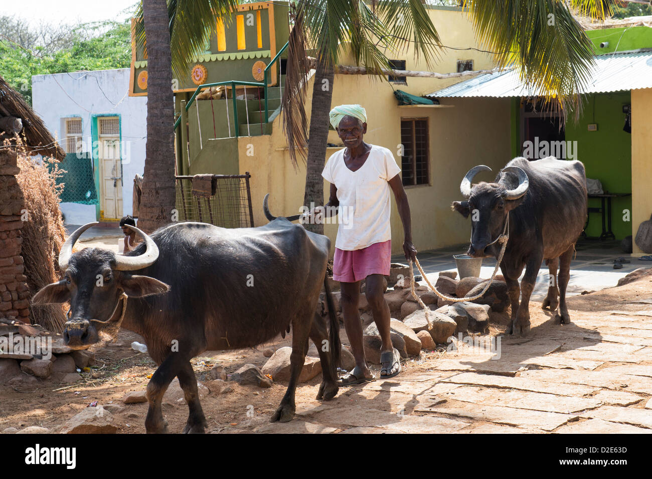 Indian man with cows hi-res stock photography and images - Alamy
