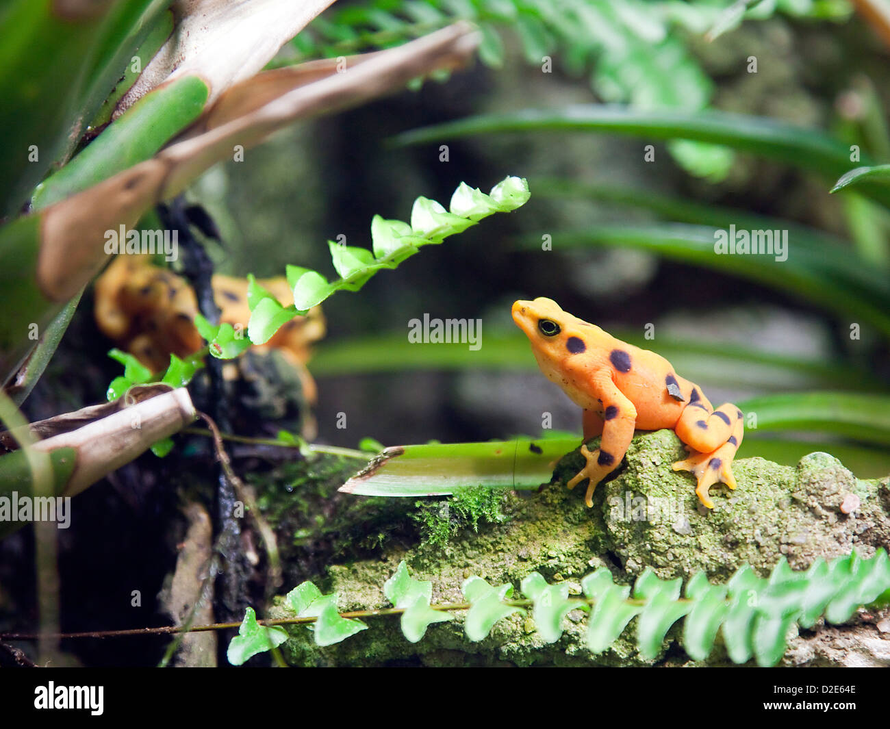 Yellow toad hi-res stock photography and images - Alamy