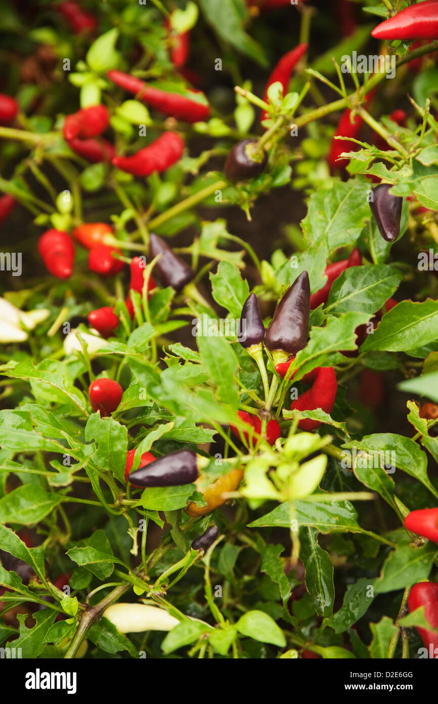Chili Pepper Field India High Resolution Stock Photography and Images ...