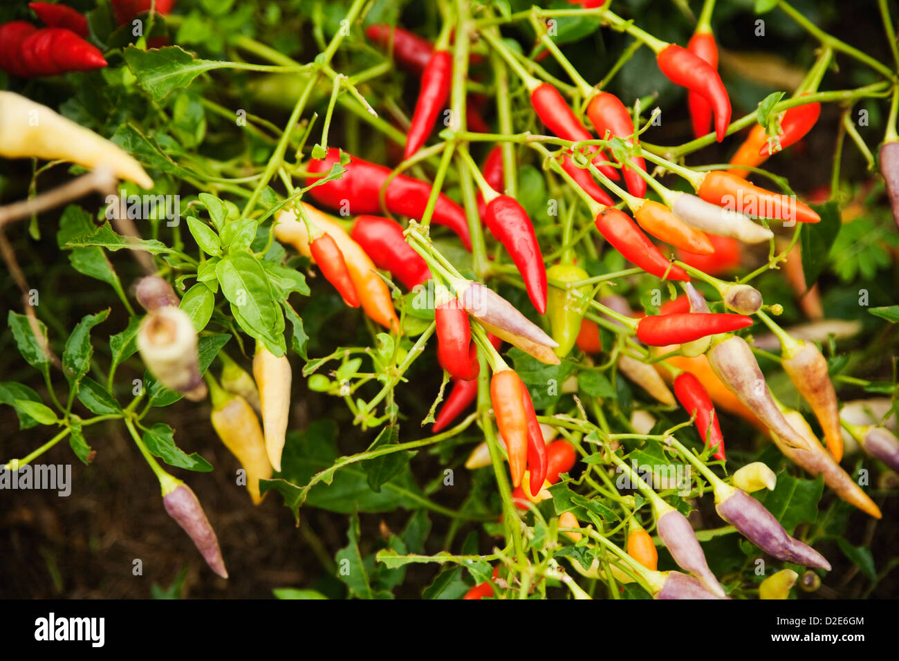 Chili pepper field india hi-res stock photography and images - Alamy