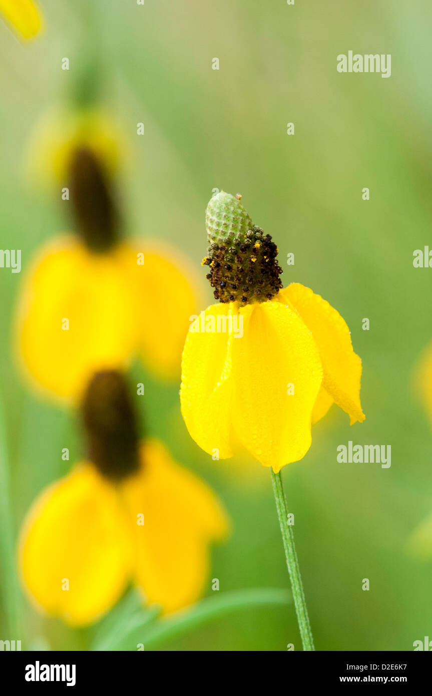 (Ratibida columnifera) Prairie coneflower, Canada Stock Photo - Alamy