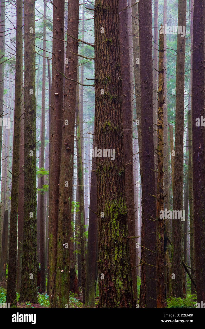 Dense forest tall trees hi-res stock photography and images - Alamy