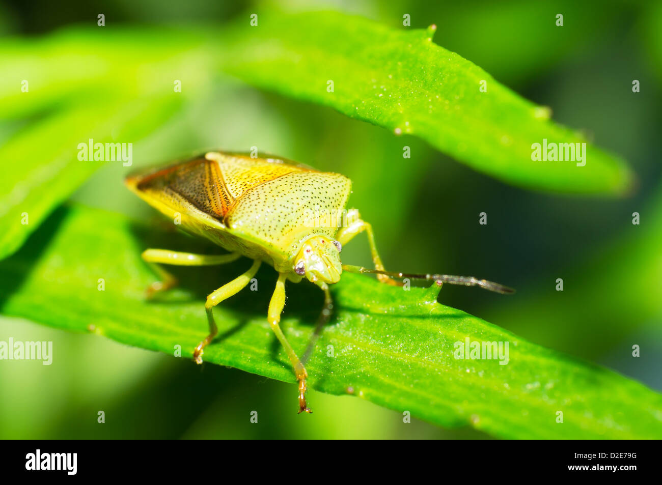 A green bug on the leaves Stock Photo - Alamy