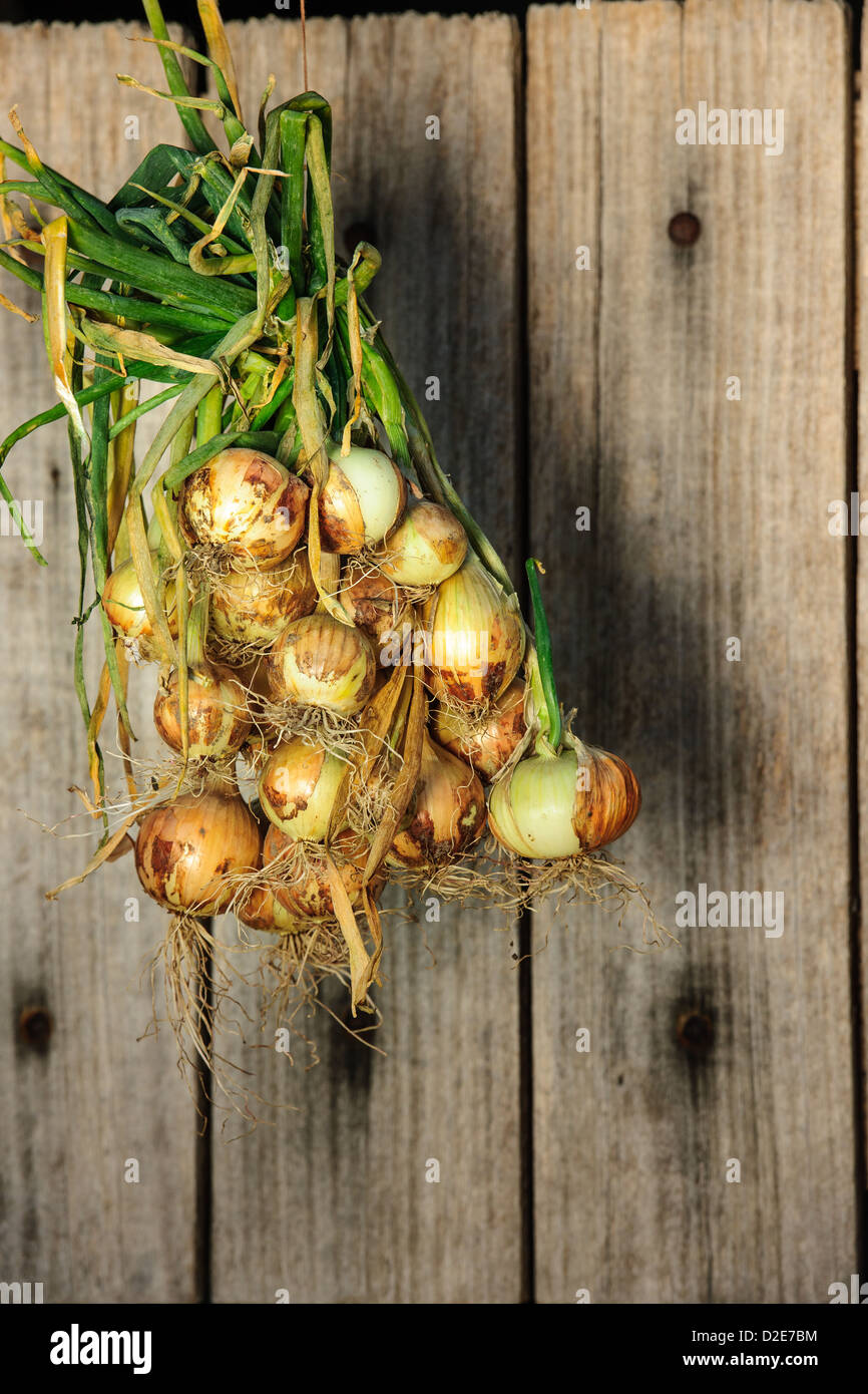 Onions hang in front of old door Stock Photo - Alamy