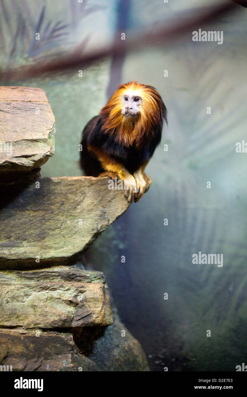 Golden lion tamarin zoo hi-res stock photography and images - Alamy