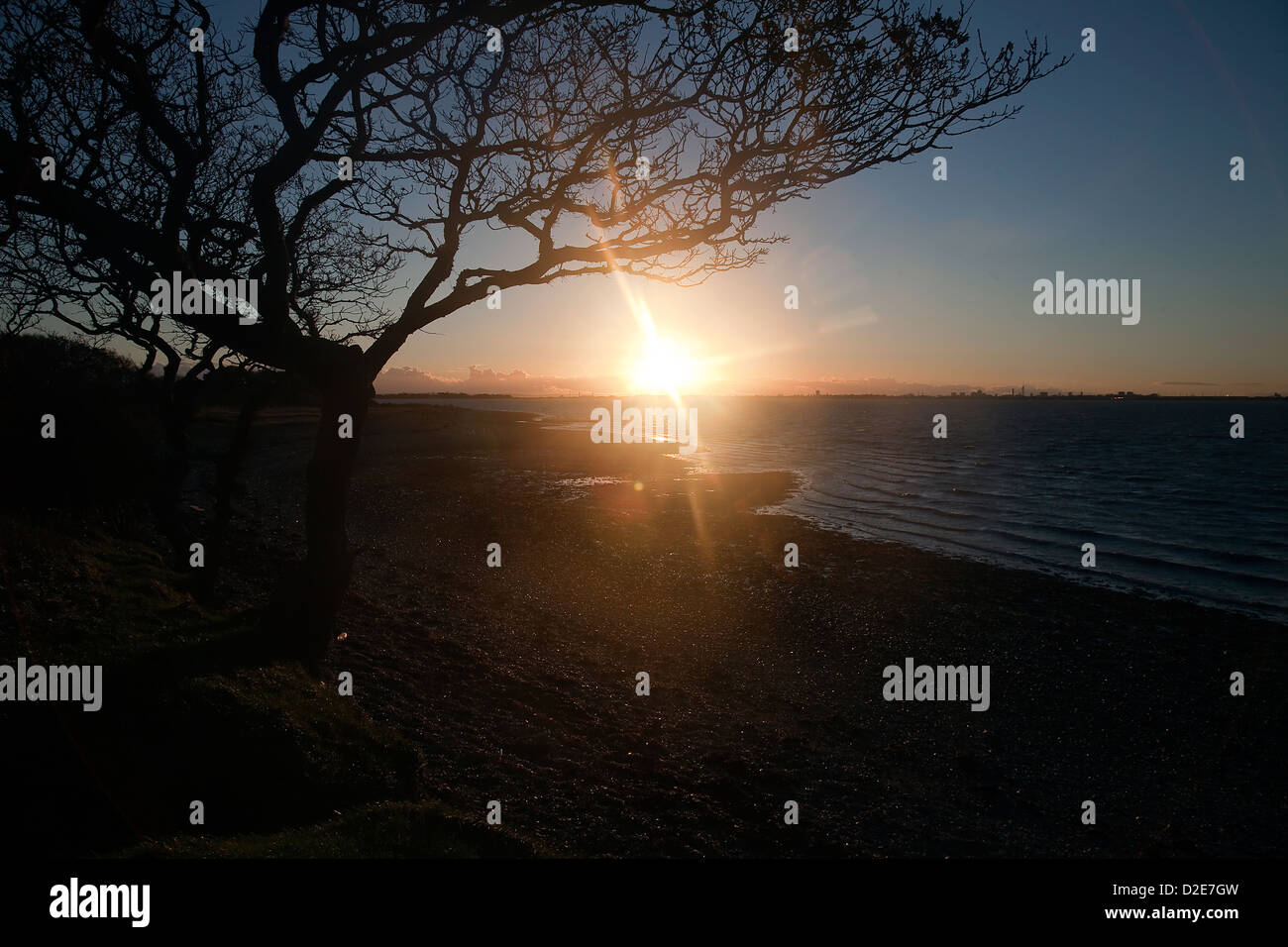 Beach tree hi-res stock photography and images - Alamy
