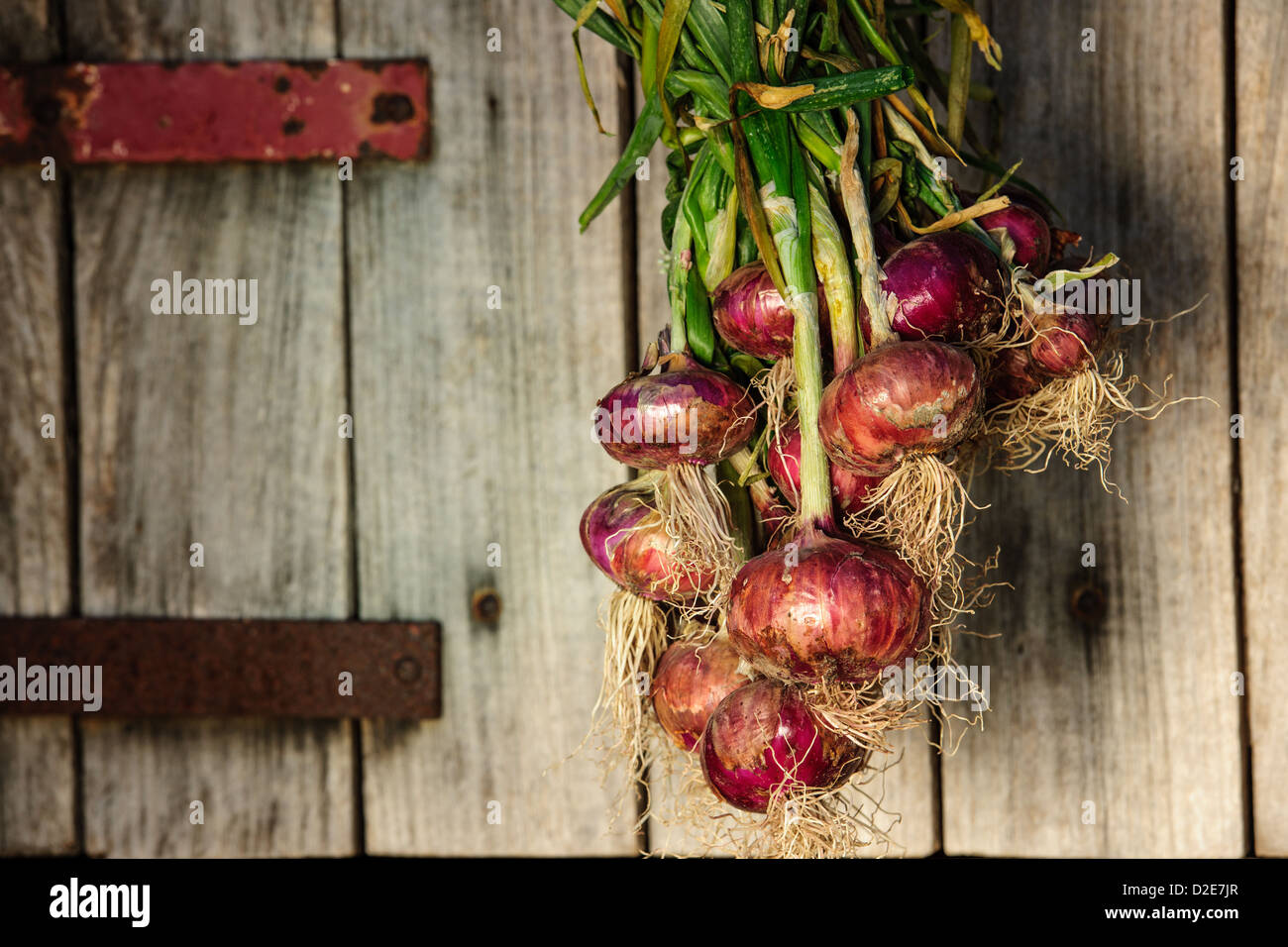 Onions hang in front old hi-res stock photography and images - Alamy