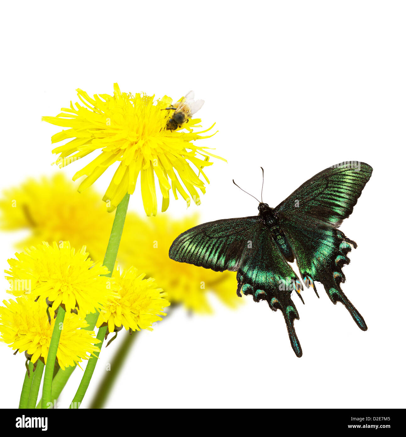 Emerald swallowtail butterfly flying daisy flowers Stock Photo - Alamy