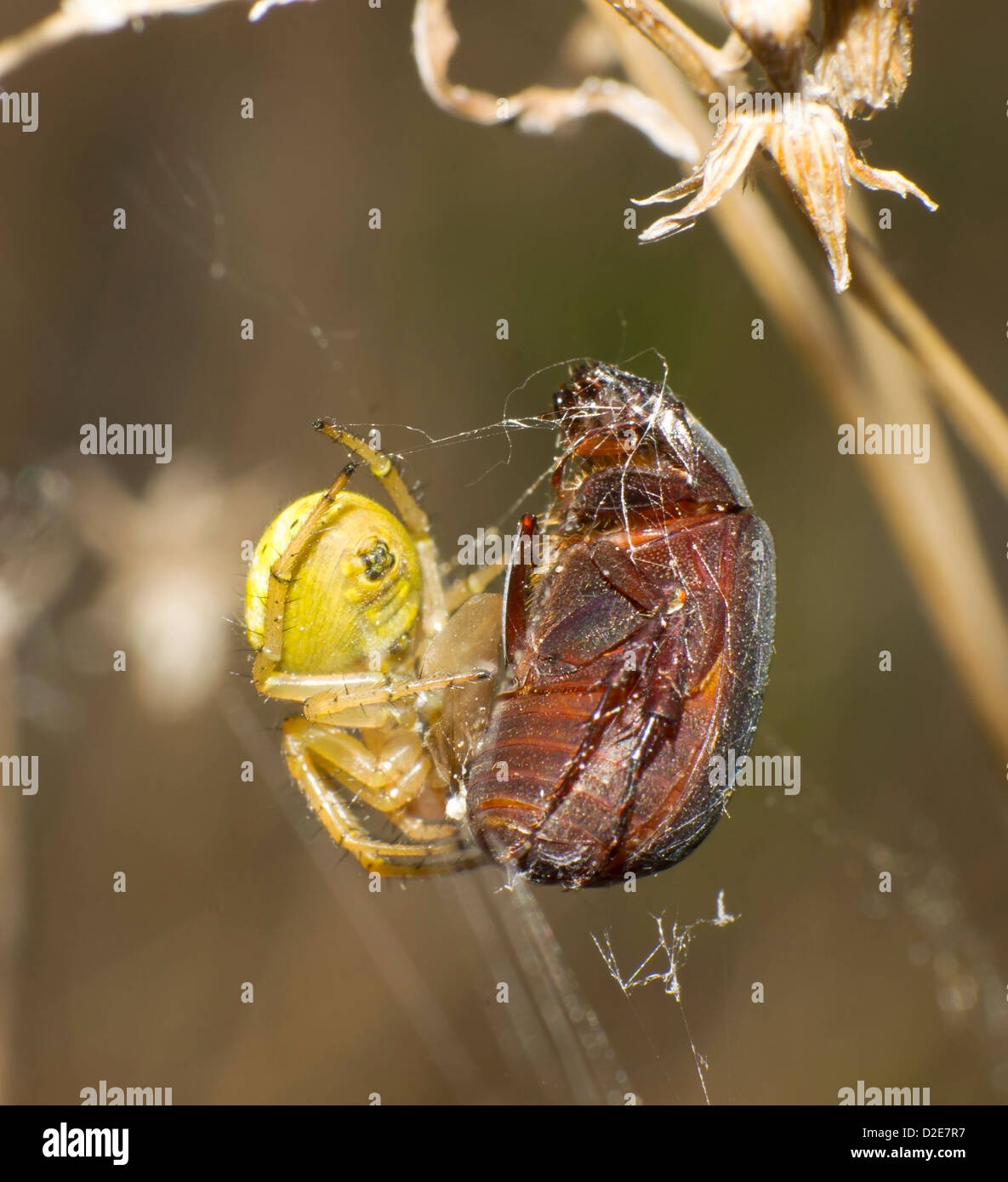 Beetles are cobwebs stuck.As Thomisidae meal Stock Photo - Alamy