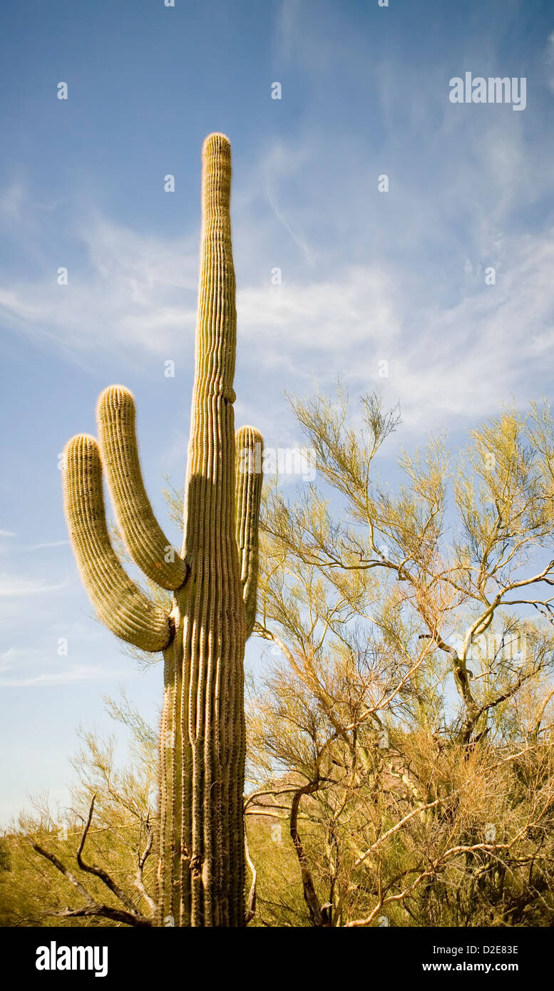 Single Saguaro Cacti in the Arizona desert Stock Photo - Alamy