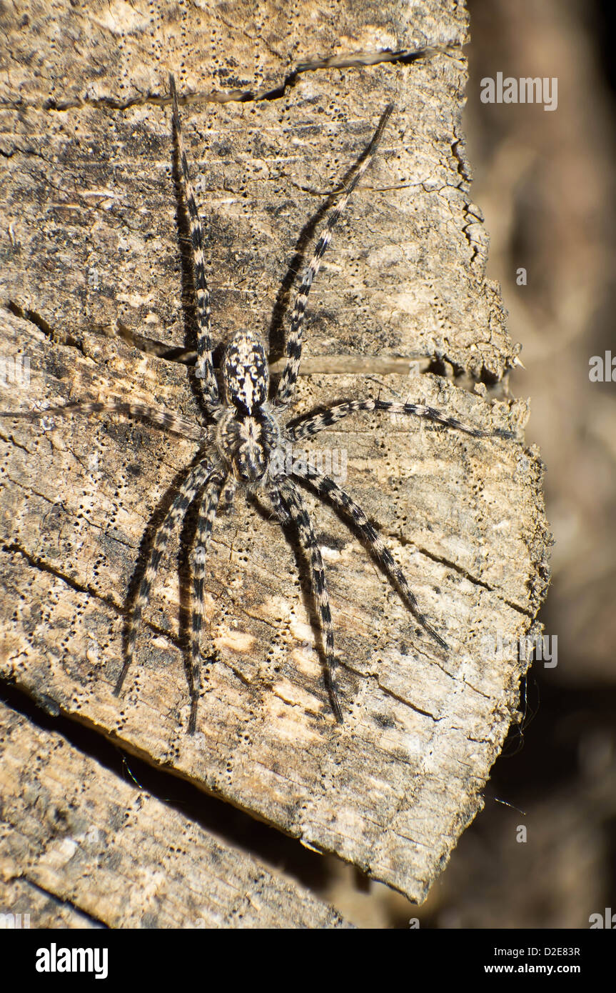 Long legged spiders hi-res stock photography and images - Alamy