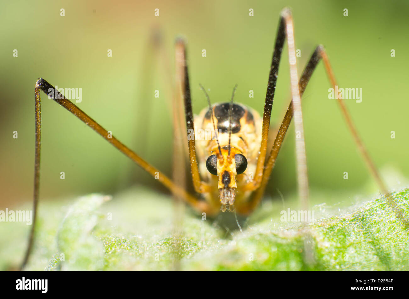 Mosquito Scorpion the lacewing head close-up Stock Photo - Alamy