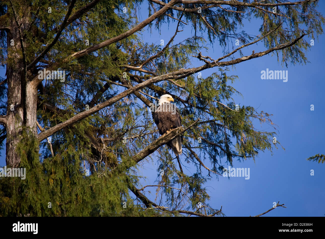 Eagle sitting in tree on shoreline of coast Stock Photo - Alamy