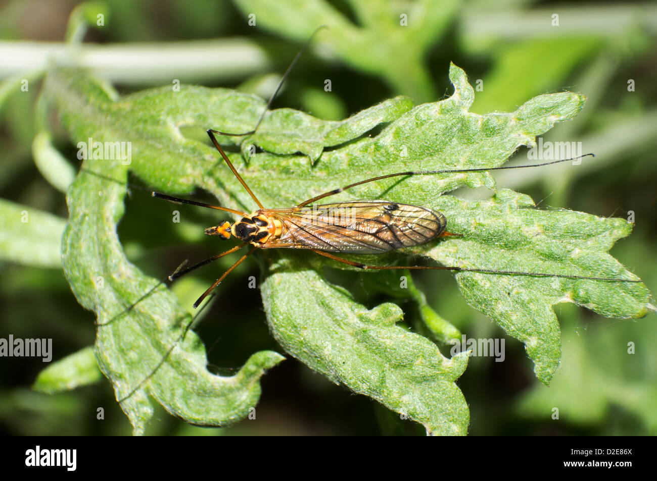 Mosquito scorpion lacewing close-up Stock Photo - Alamy