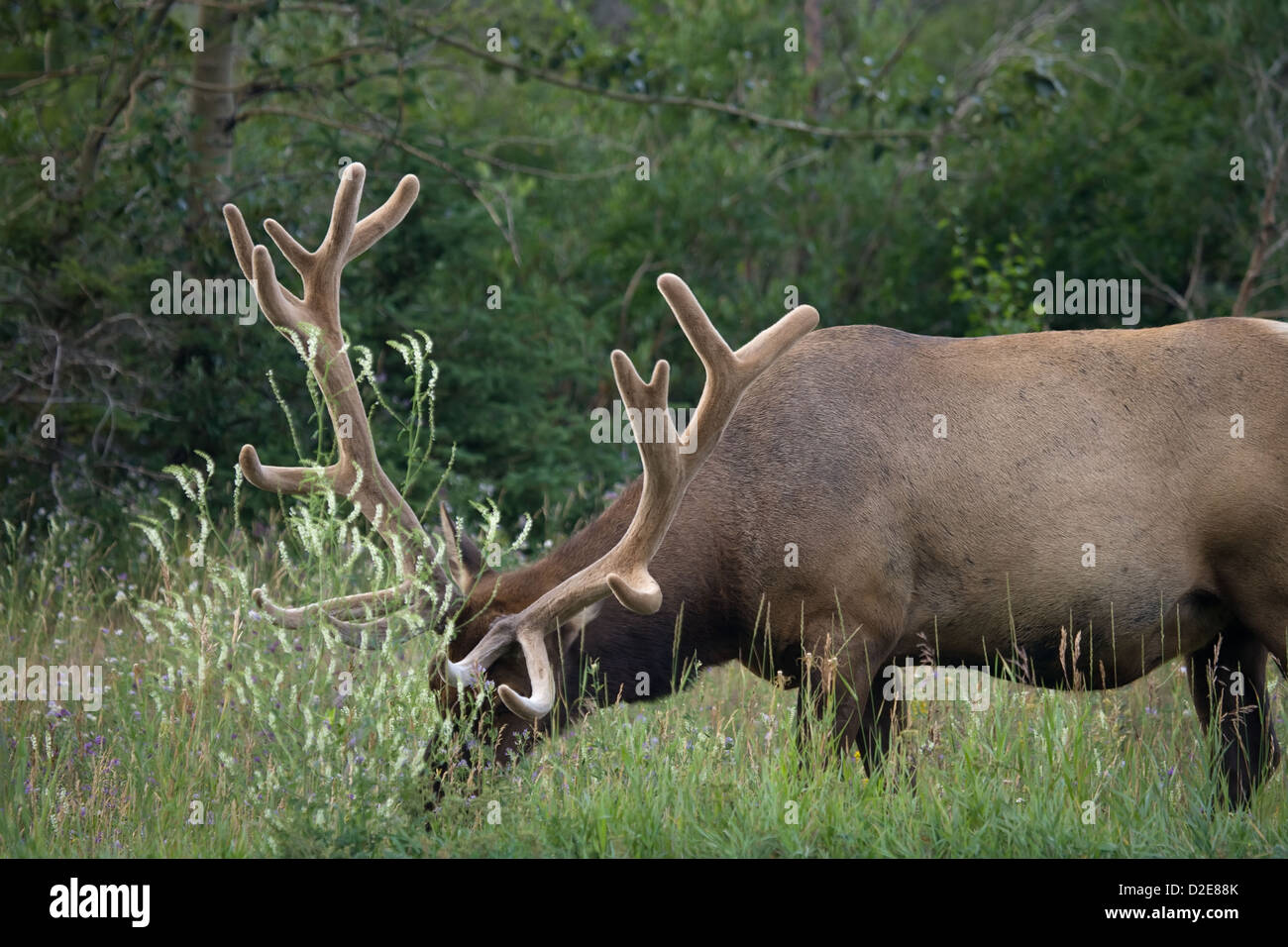 Elks Velvet Antlers Glowing In Sunlight Stock Photo Alamy