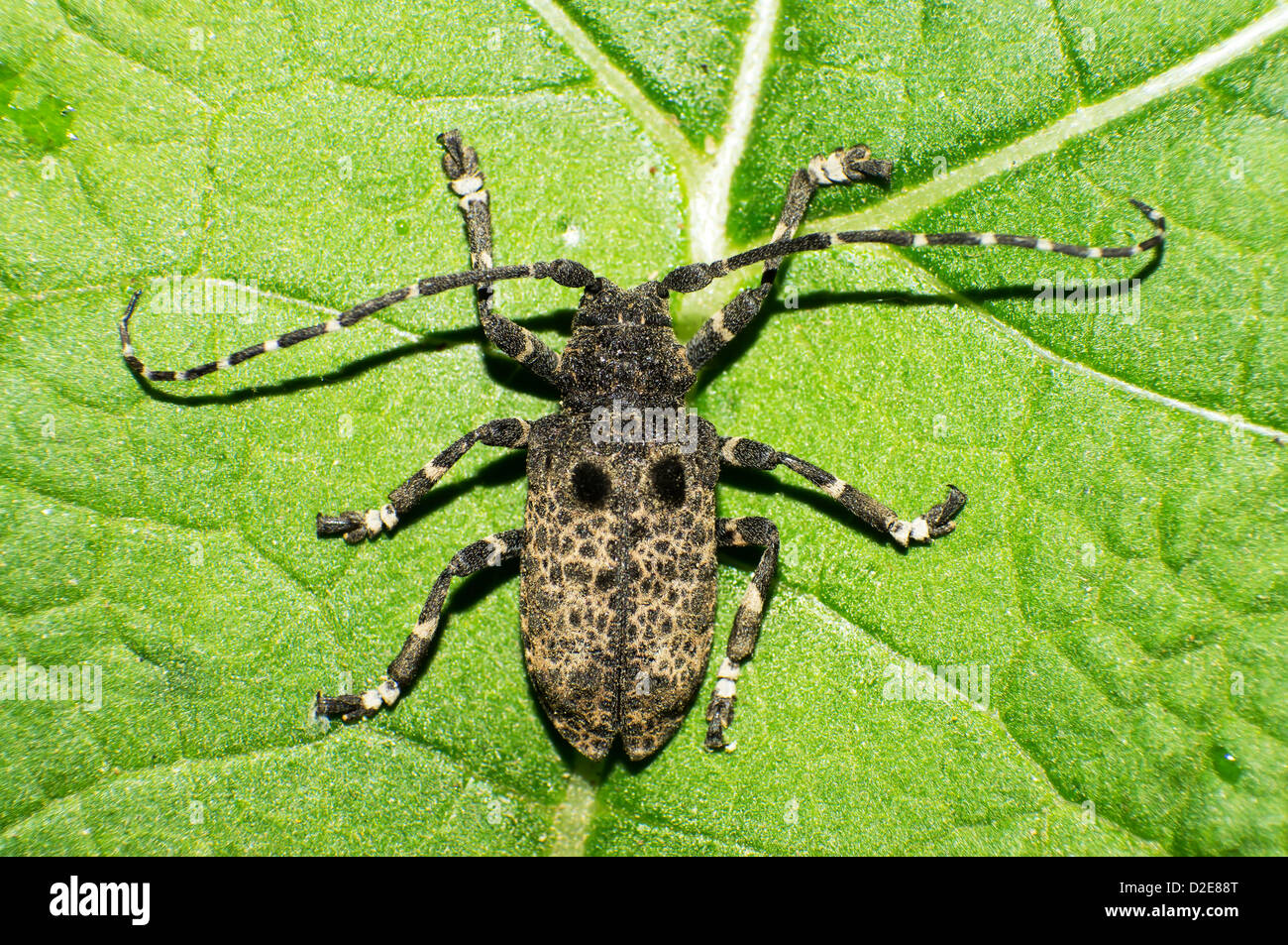 Germari hi-res stock photography and images - Alamy